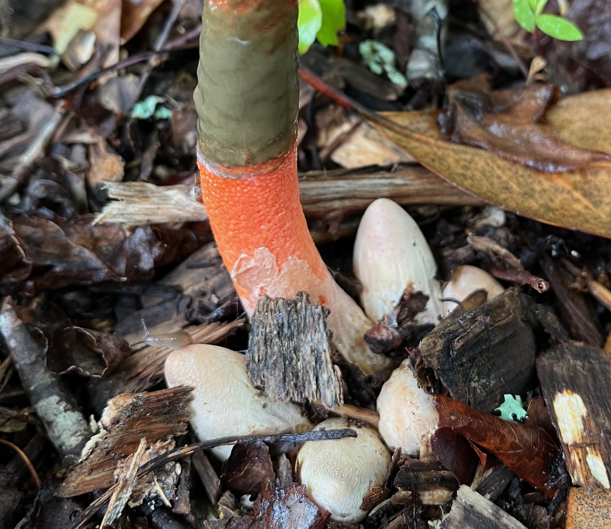 Good (Mushroom) Morning!